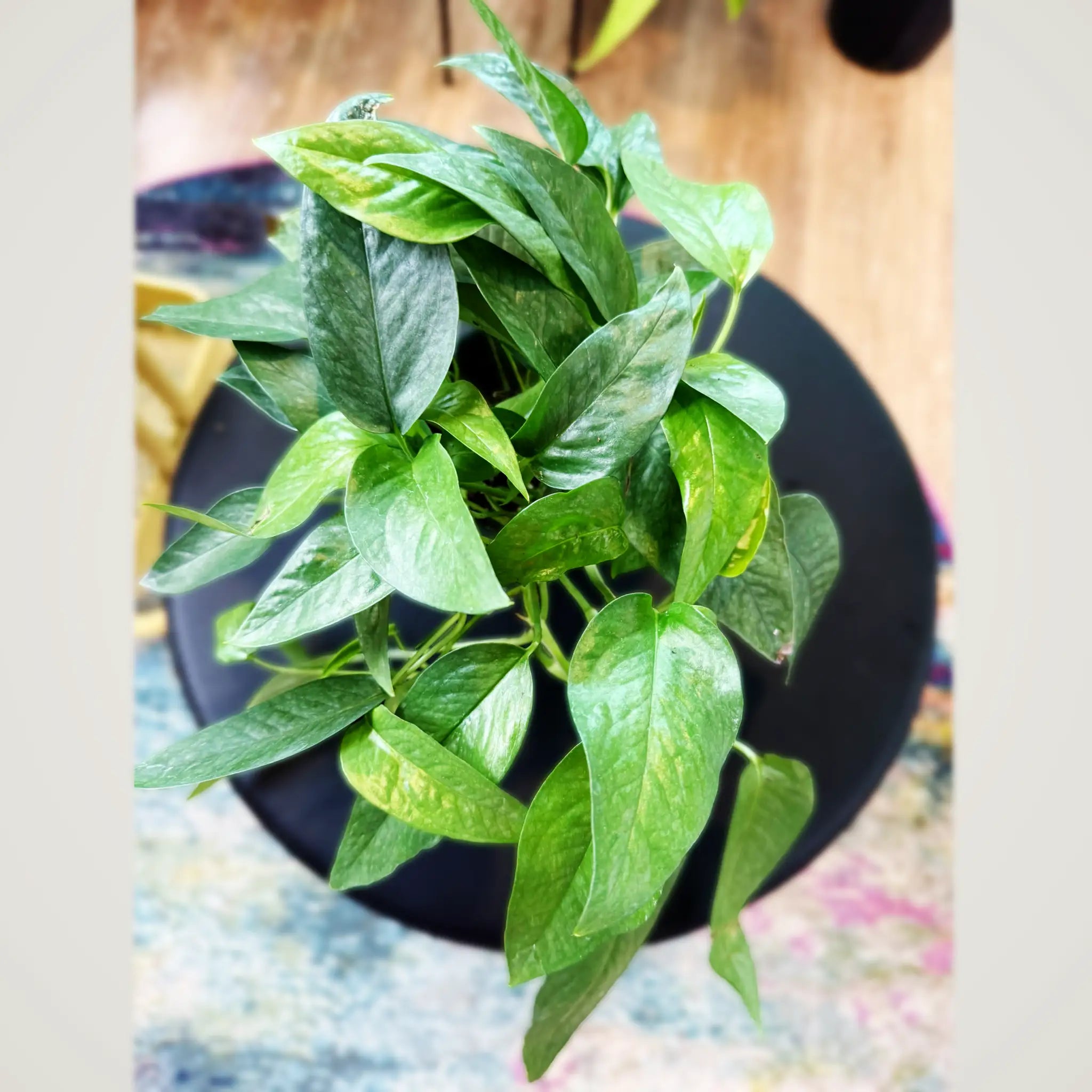 Pothos Cebu Blue – Rare Blue-Tinted Tropical Vine – Prop Spot